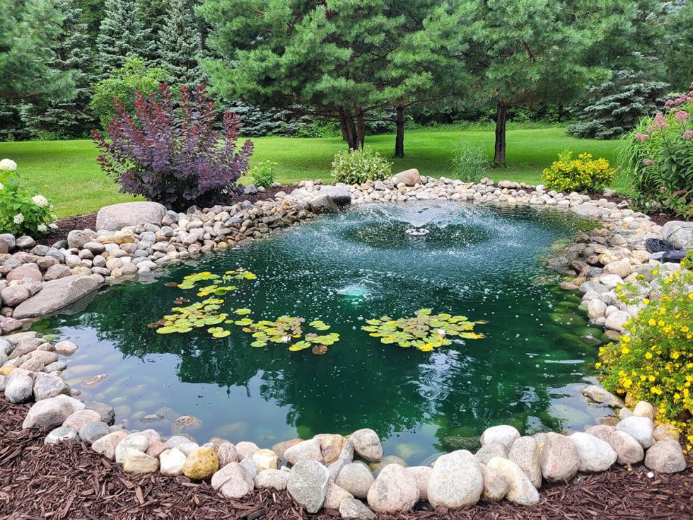Backyard Water Garden | Algae And Water Quality Remediation